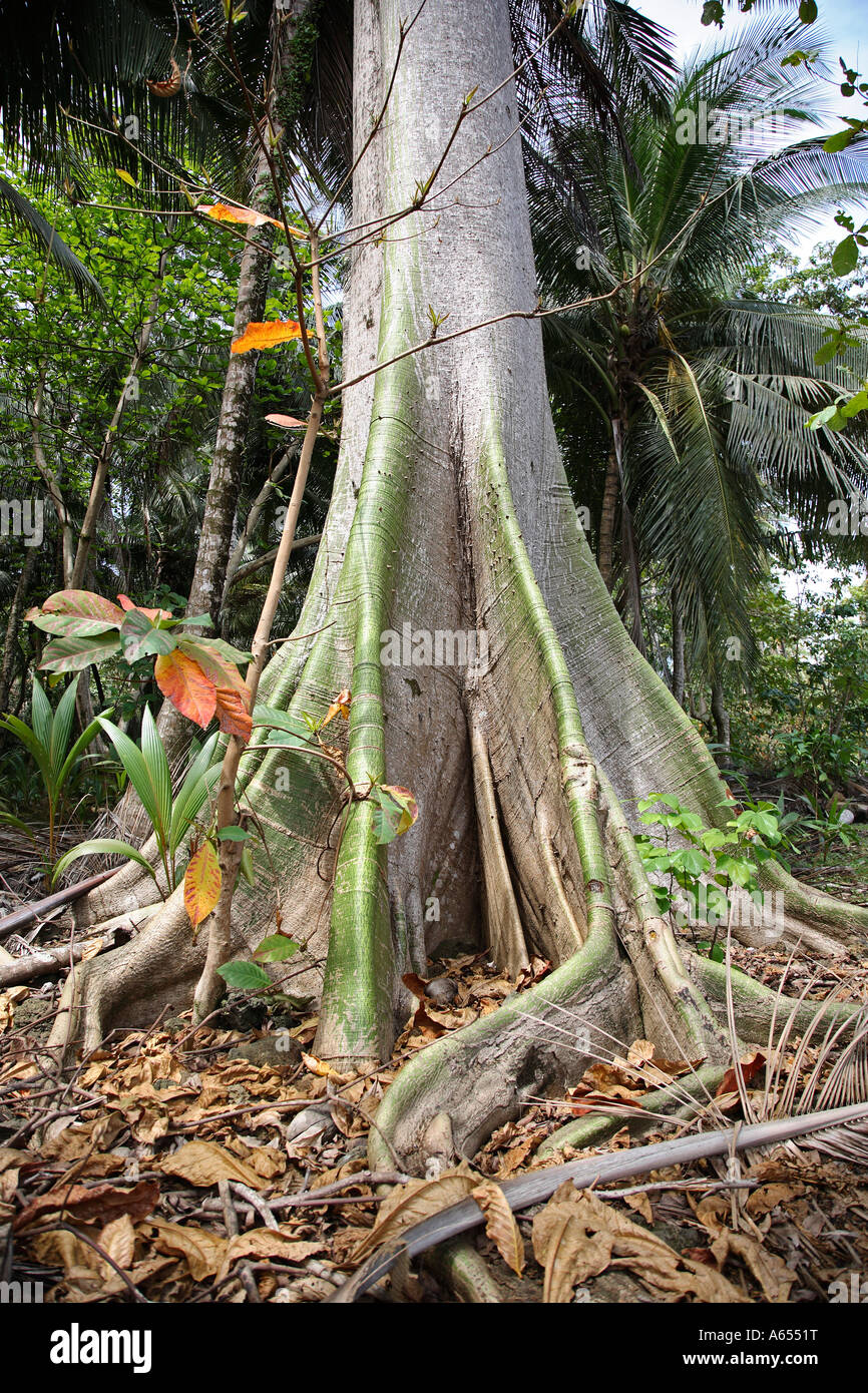 Jungle tree with Buttress root Sao Tome and Principe is Africa s second ...