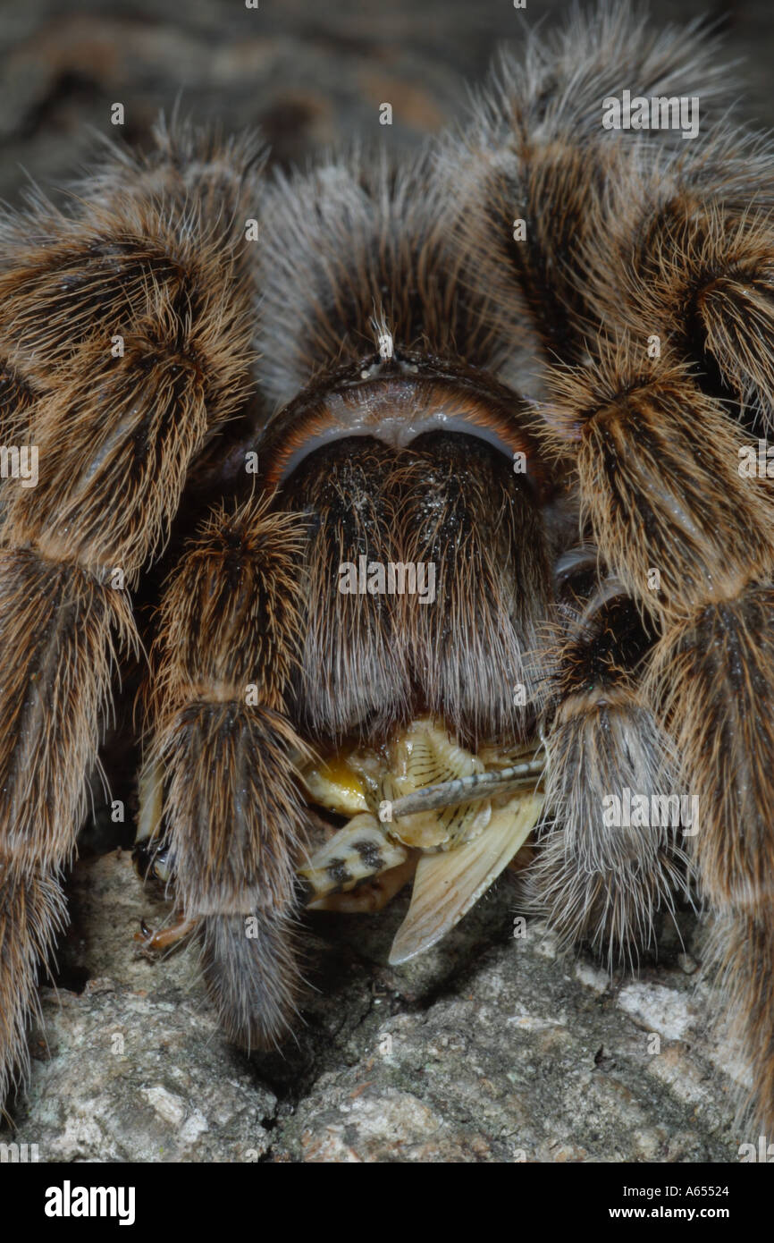 Chile Rose Tarantula Grammostola rosea. Captive UK Stock Photo - Alamy