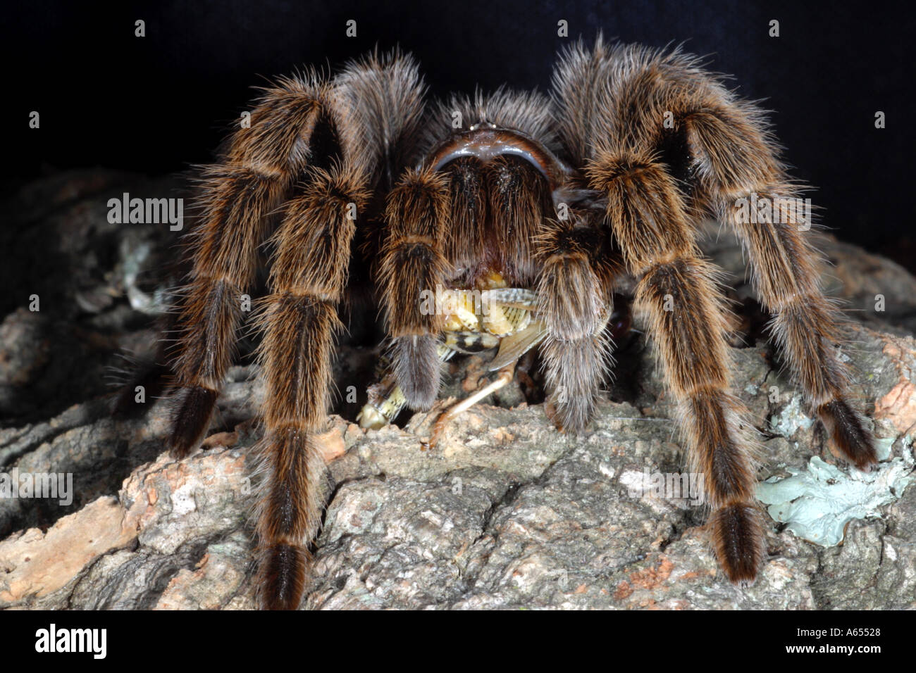 Chile Rose Tarantula Grammostola rosea. Captive. UK Stock Photo - Alamy