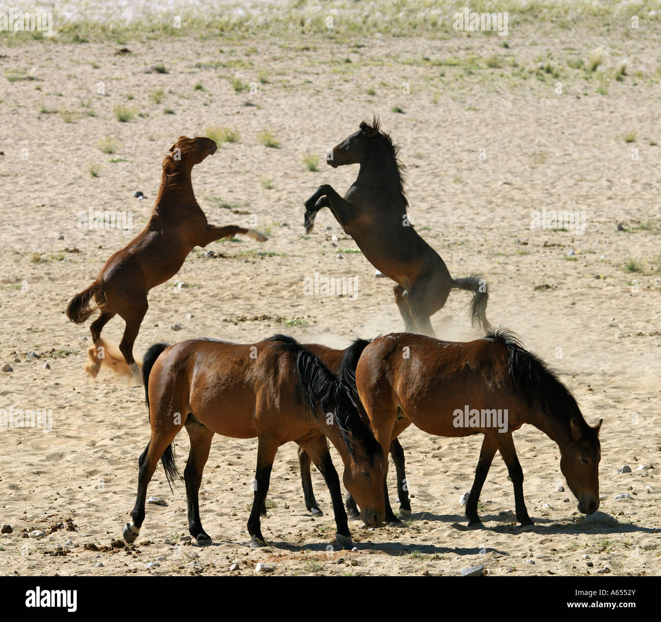 A wild desert dwelling horse at the Garub Pan which is situated on the ...