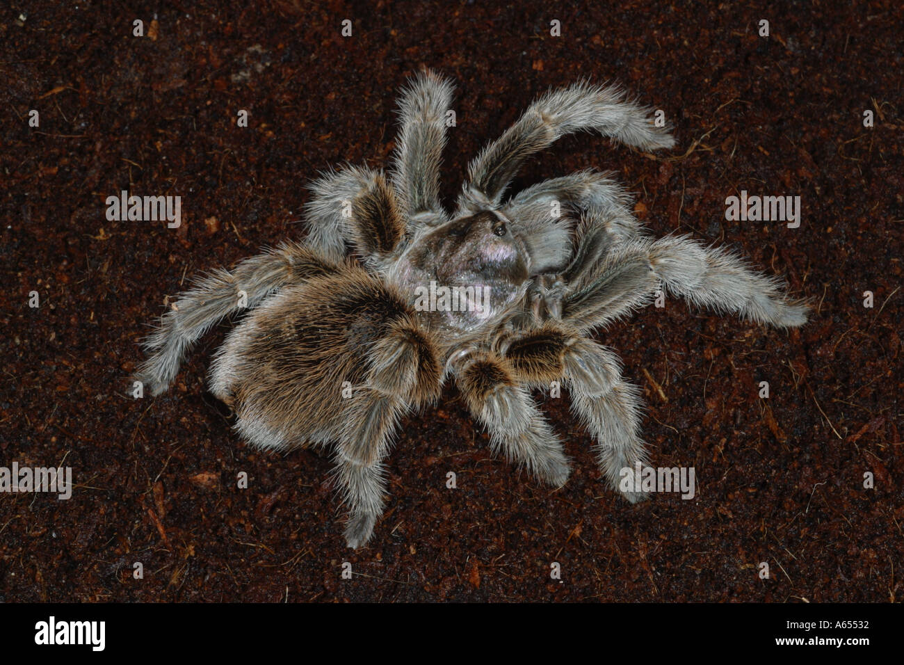 Chile Rose Tarantula Grammostola rosea Stock Photo - Alamy