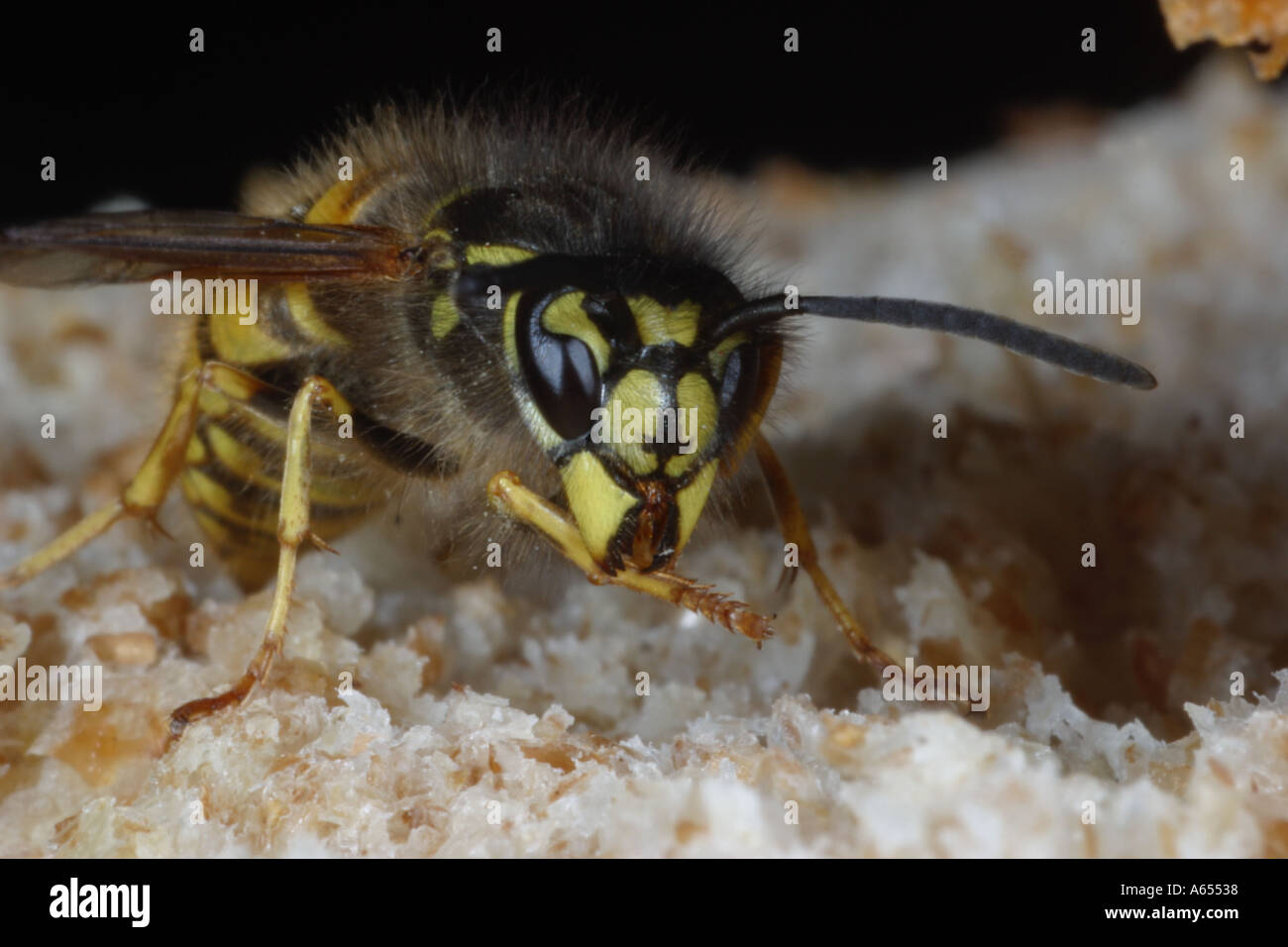 Wasp on sandwich. uk Stock Photo - Alamy