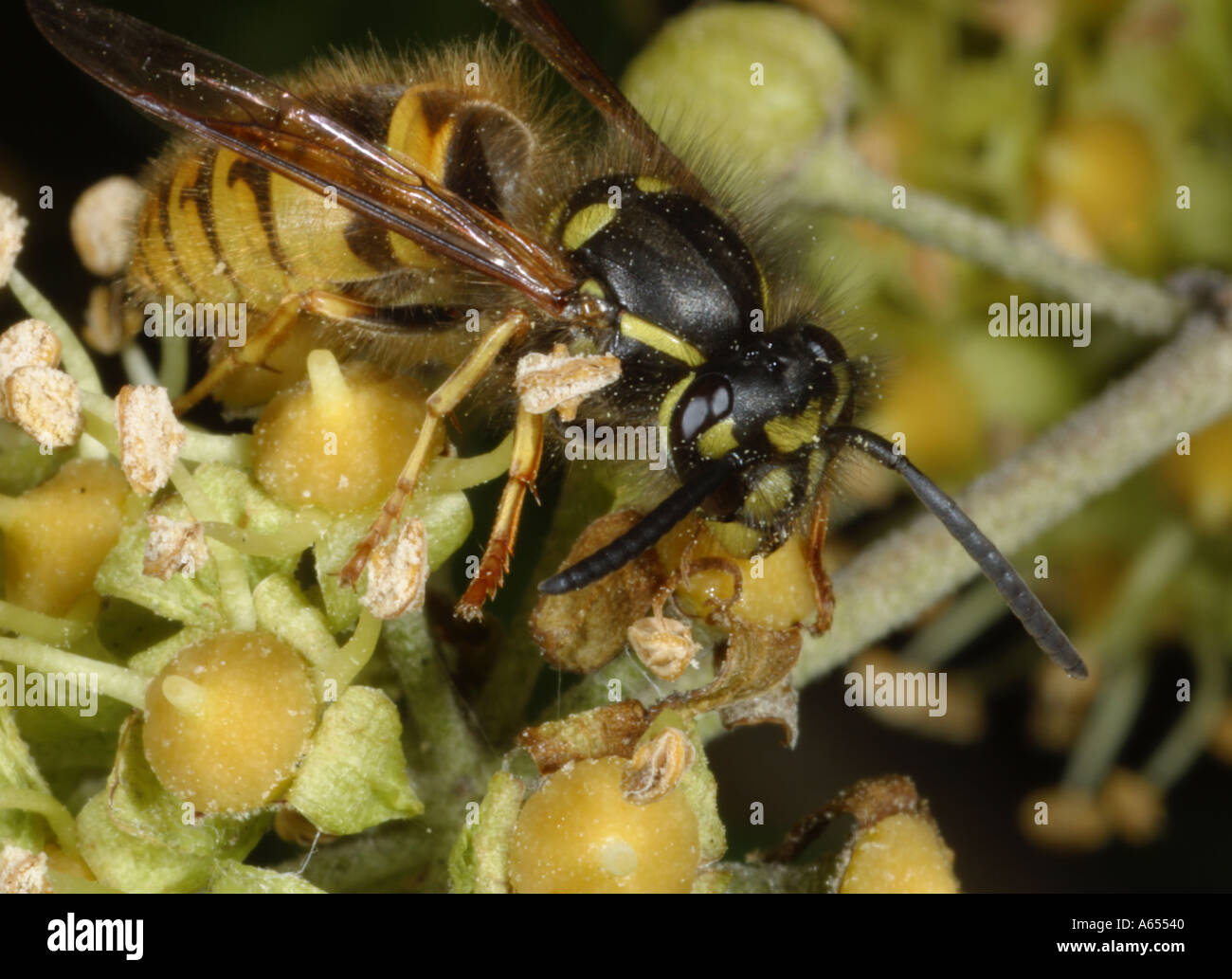 Wasp on ivy flower Stock Photo - Alamy