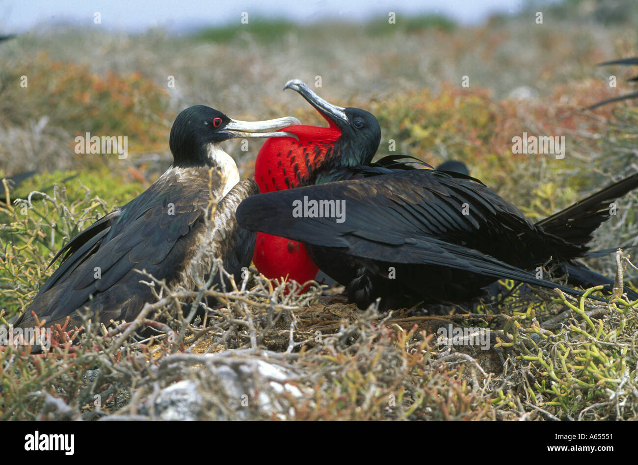 Female Frigate Bird