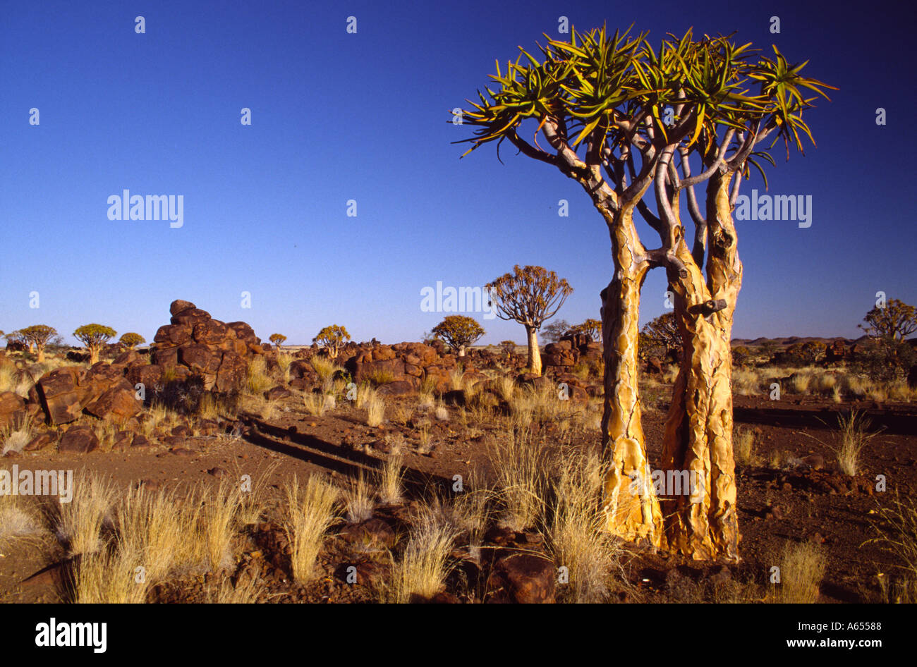Quiver trees Namibia Southern Africa Stock Photo - Alamy