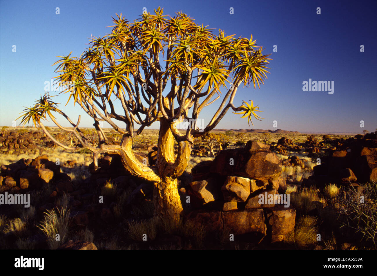 Quiver tree Namibia Southern Africa Stock Photo - Alamy