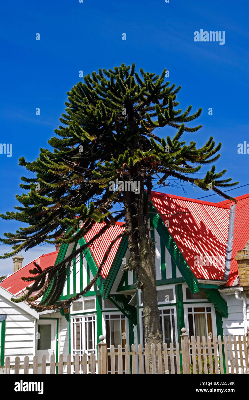 Monkey puzzle tree in the front garden of traditional iron roofed ...