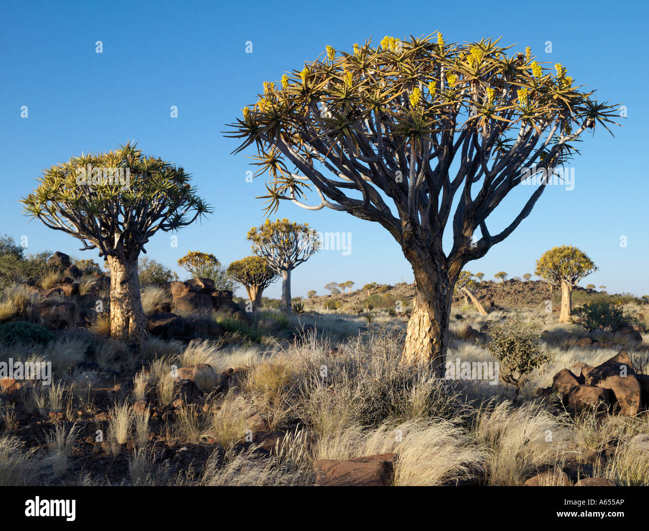Quivertrees High Resolution Stock Photography and Images - Alamy