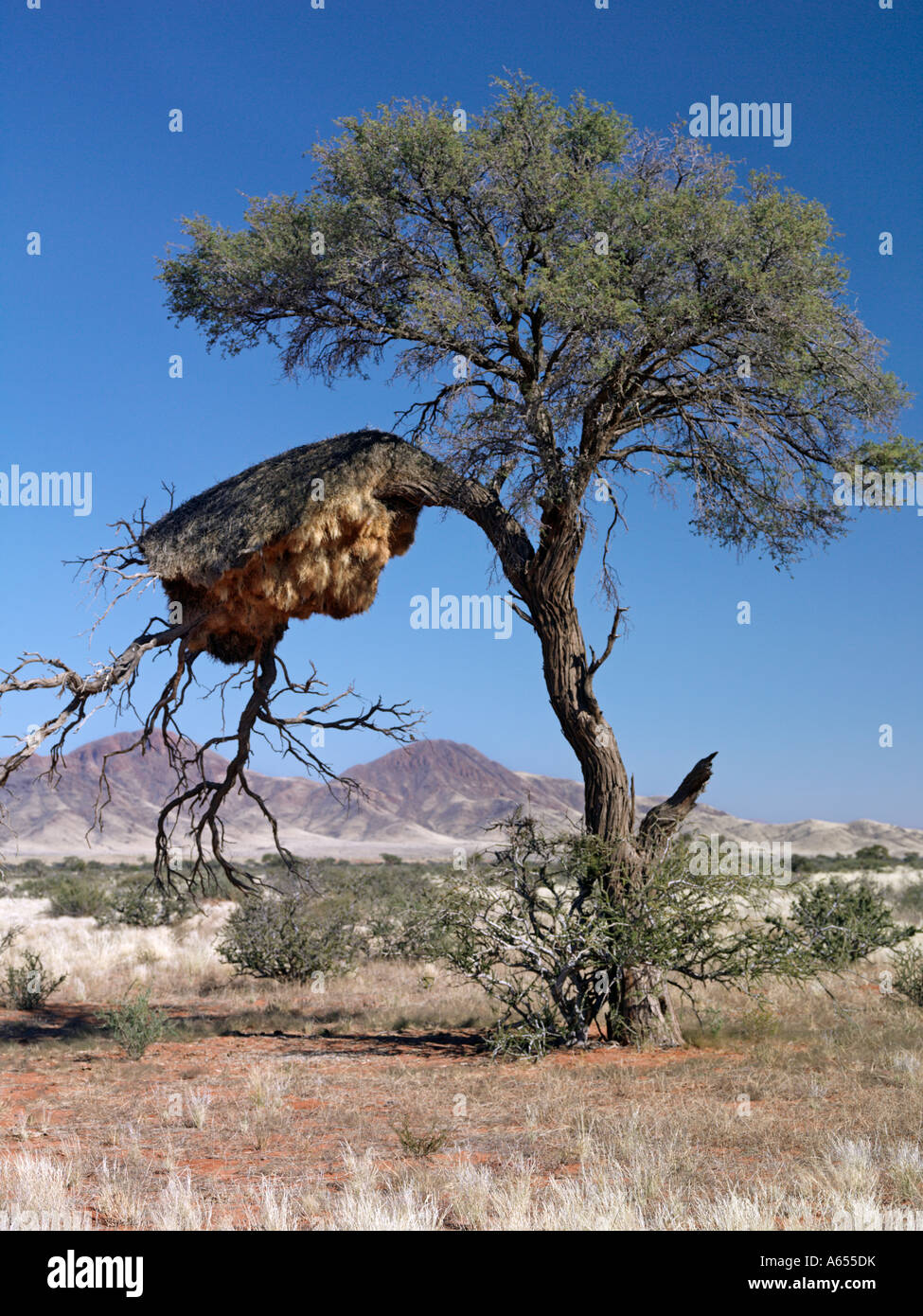 The large communal nest of sociable weavers )Philetairus socius) in dry ...
