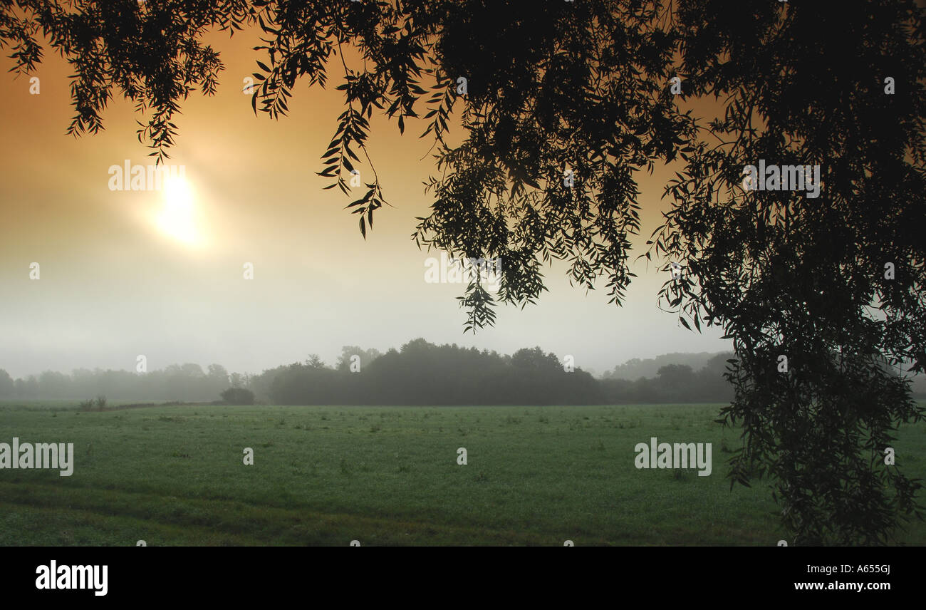 The sun shines through early morning mist over the countryside in Essex ...