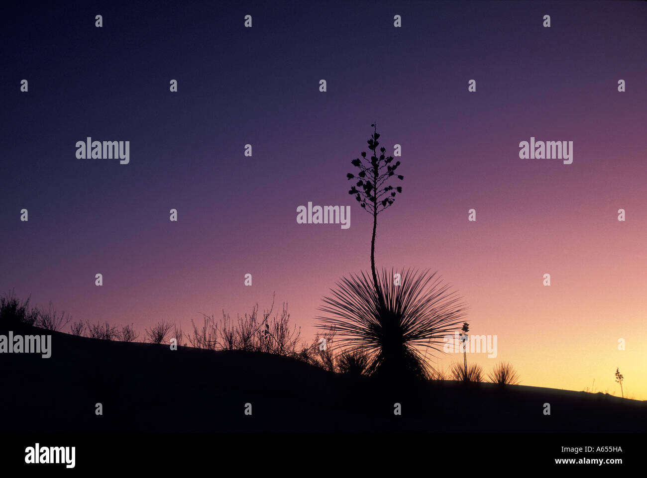 Yucca White Sands National Monument New Mexico United States Stock ...