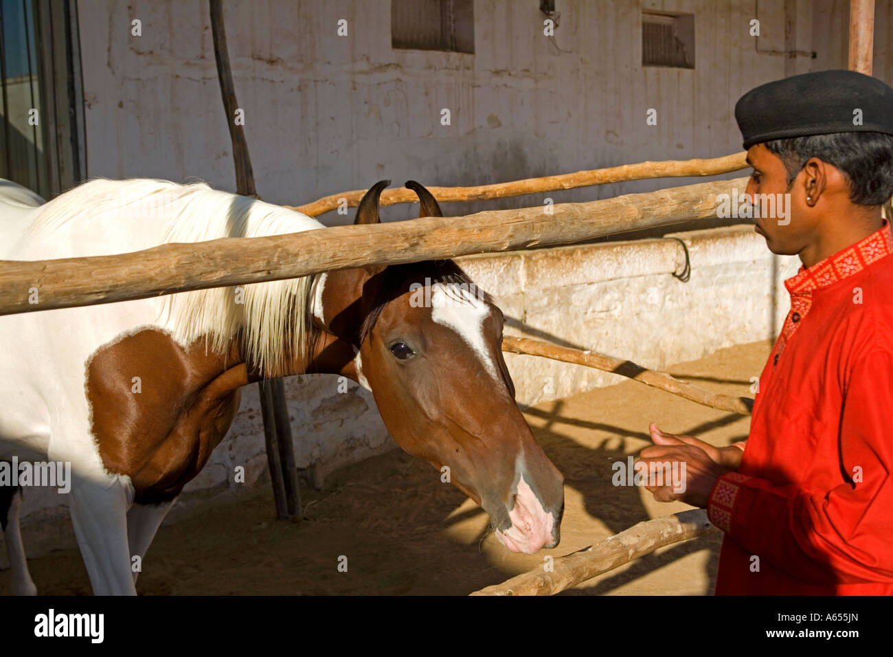 Marwari horse and Thar handler at Rohet Gahr Jodhpur Rajasthan India ...