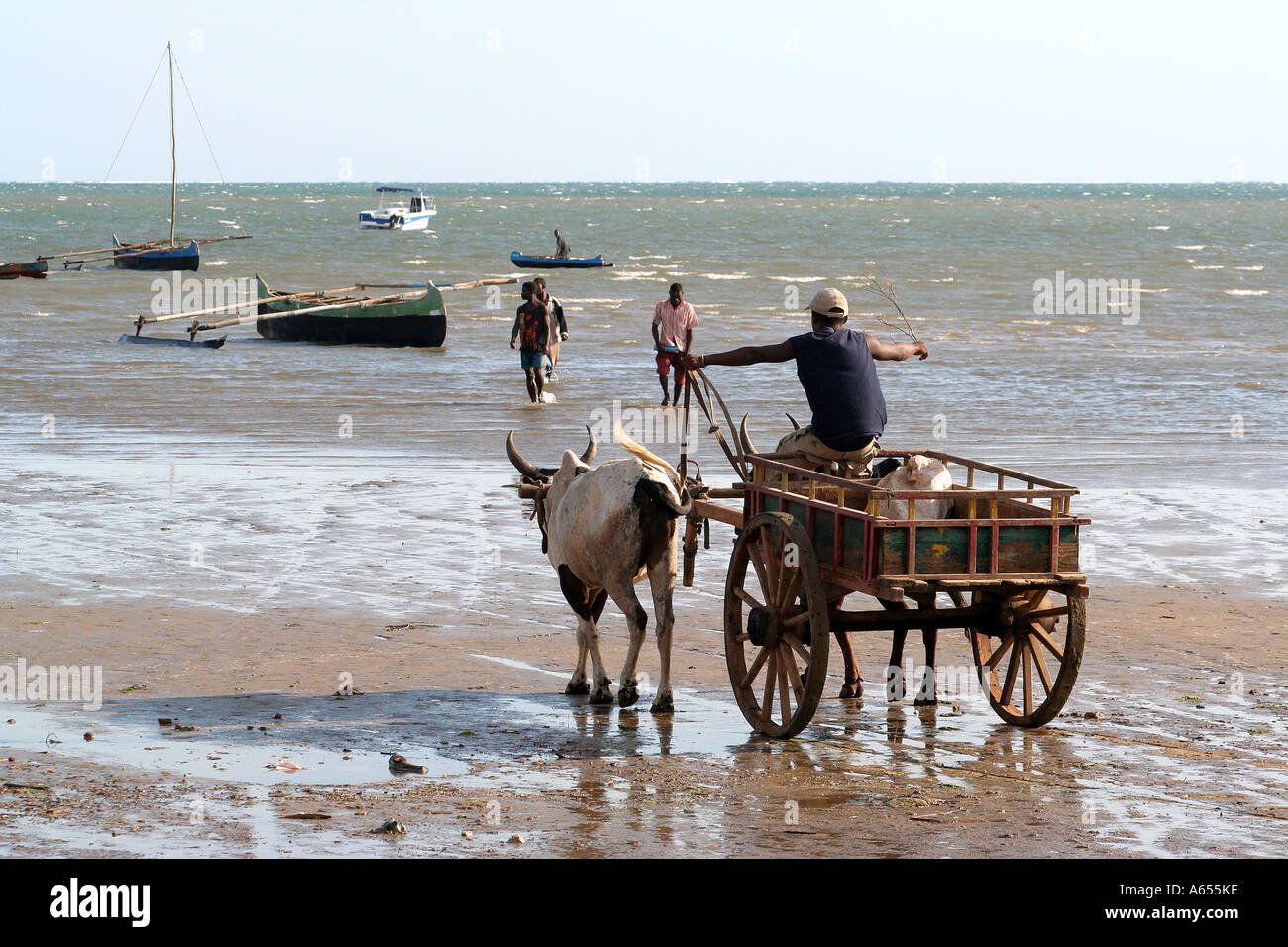 man riding a zebu cart into the sea, Toliara ( Tulear ), Madagascar ...