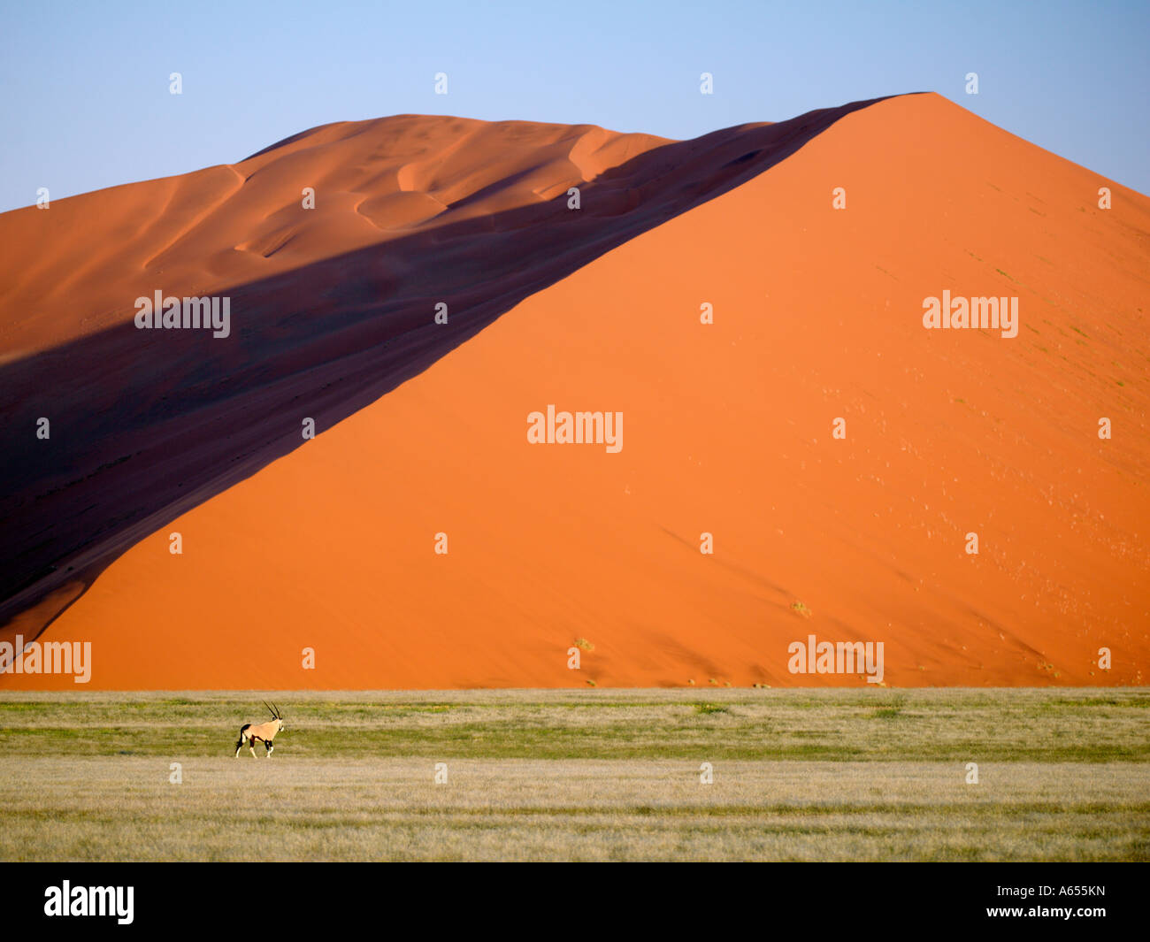 A Southern oryx or Gemsbok crosses a grassy plain beneath a towering ...