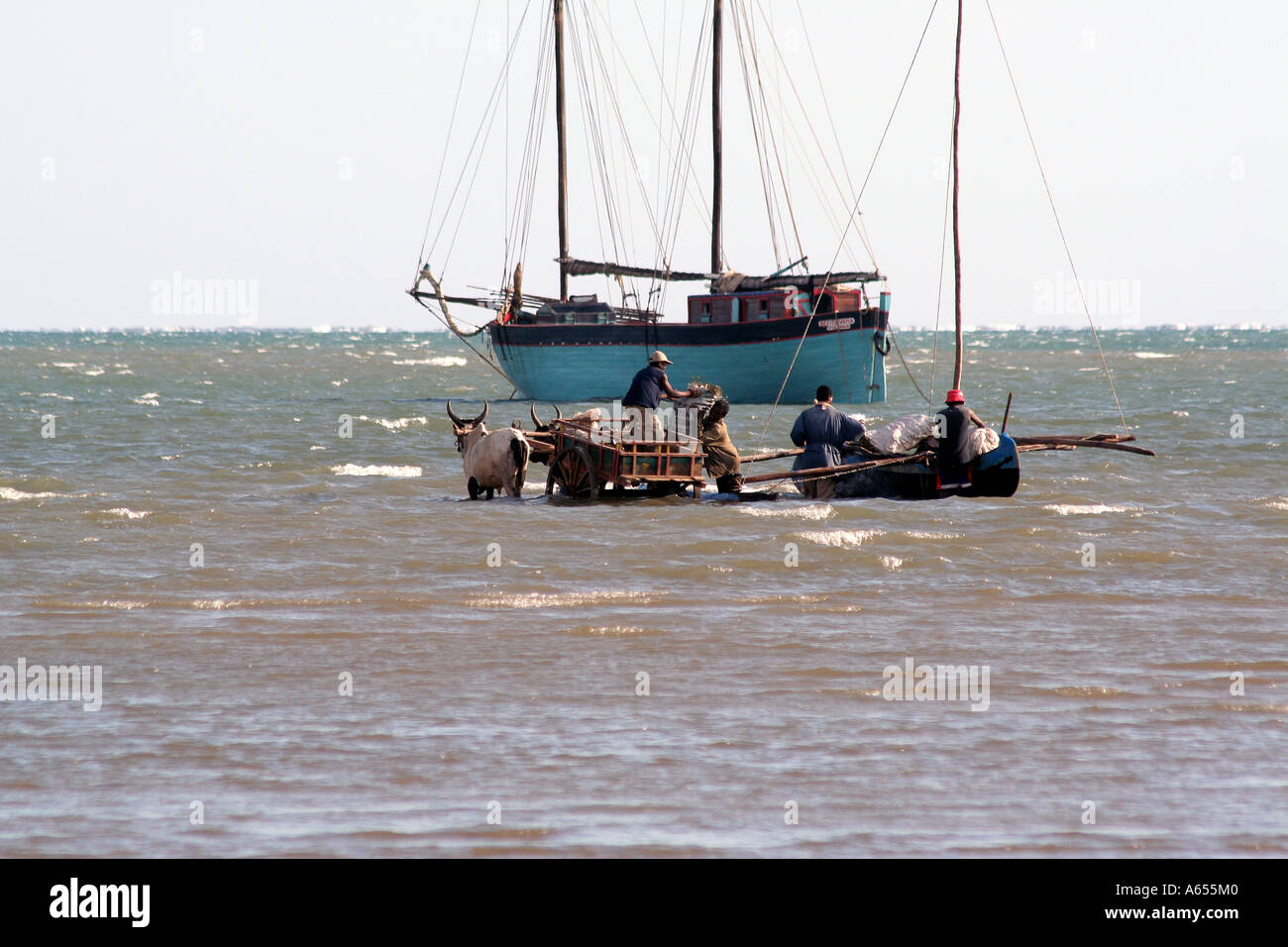Madagascar, man riding a zebu cart from the sea, Toliara ( Tulear Stock ...