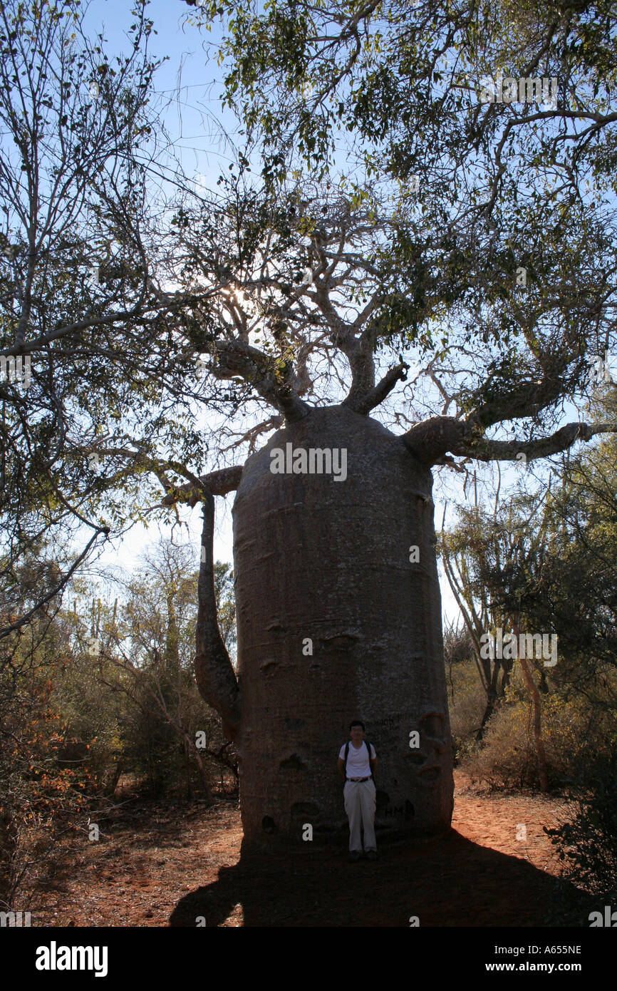 A tourist standing in front of a Baobab tree in Reniala Arboretum ...