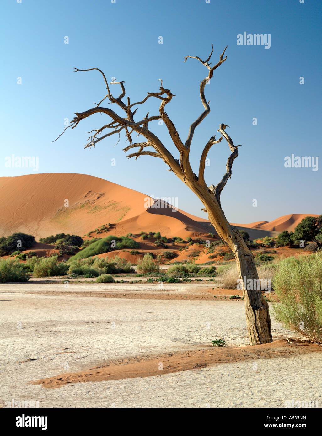 The desert blooms at Sossusvlei in years of bountiful rain Stock Photo ...