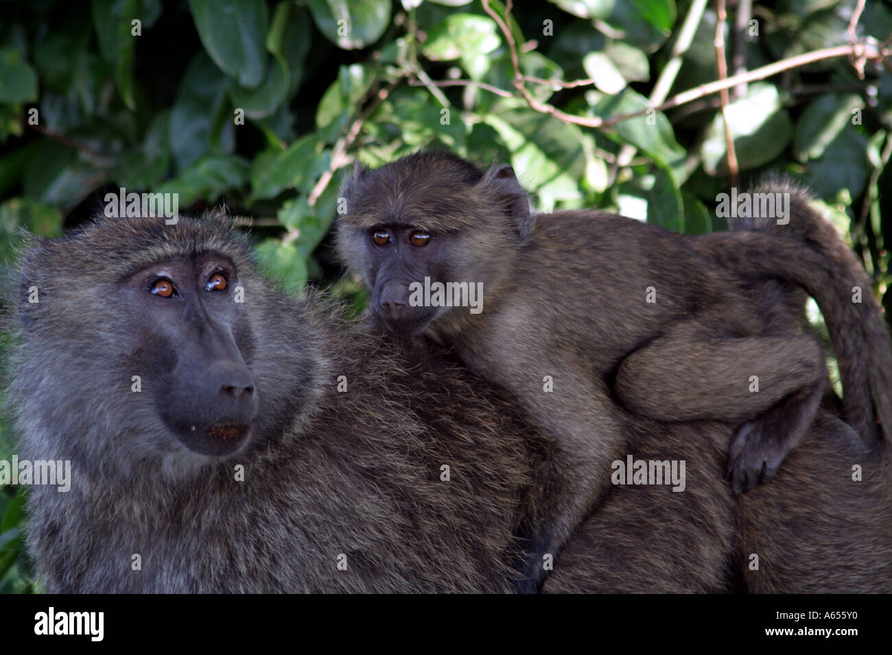 Anubis Baboon mother with baby on the Masai Mara, Safari, Kenya, Africa ...