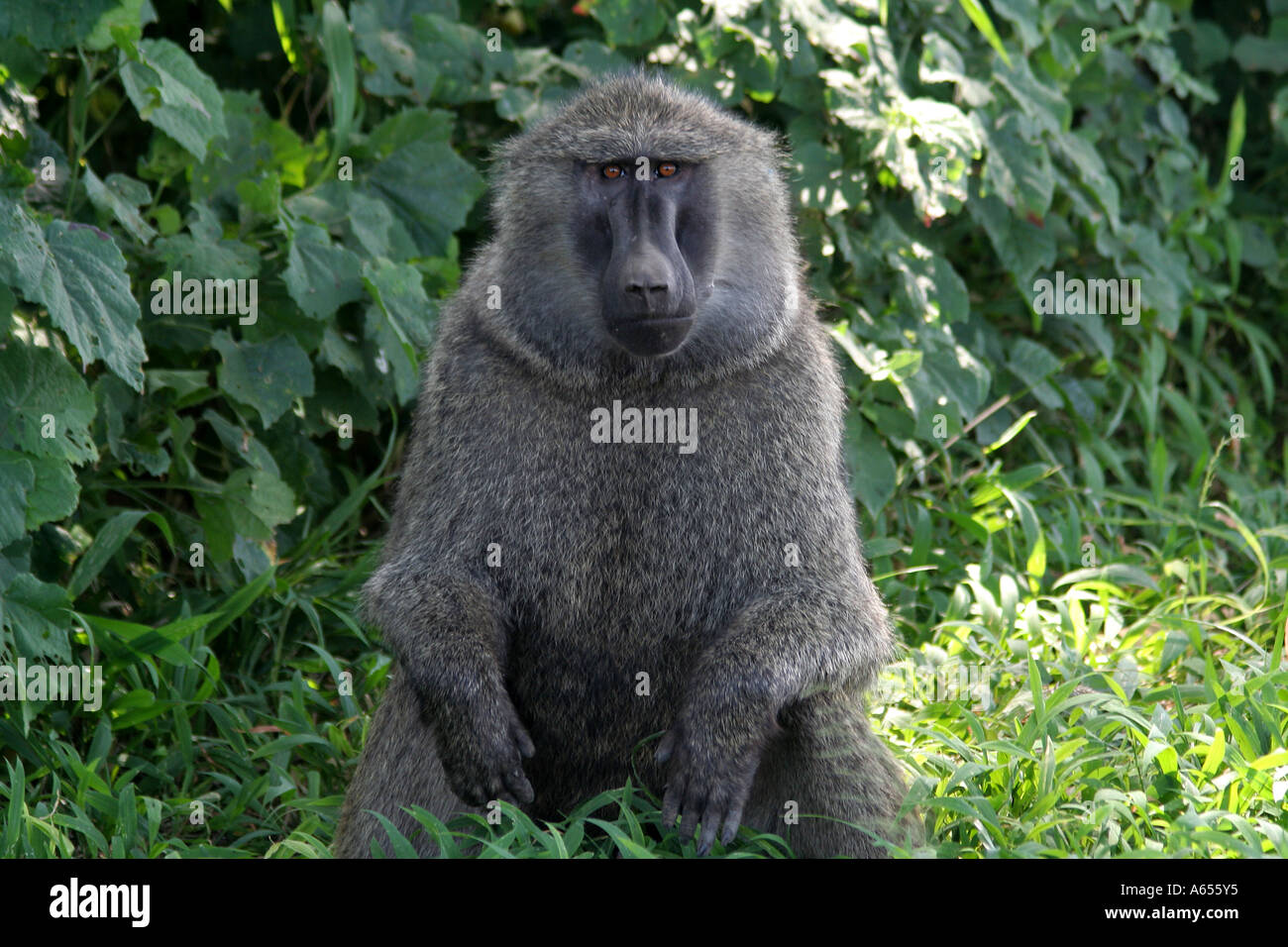 Anubis Baboon profile on the Masai Mara, Safari, Kenya, Africa Stock ...