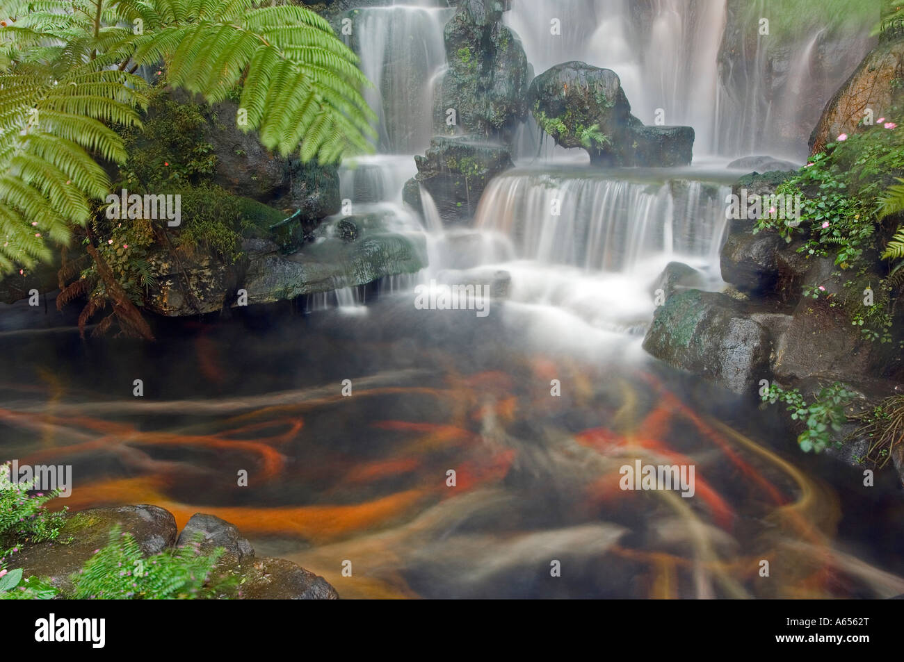 Longshan Temple waterfall with swimming Koi Fish Stock Photo - Alamy