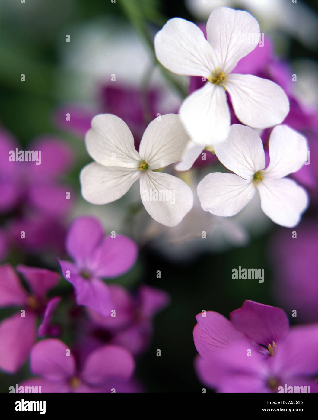 Close up view of white and pink Honesty blooms Stock Photo - Alamy