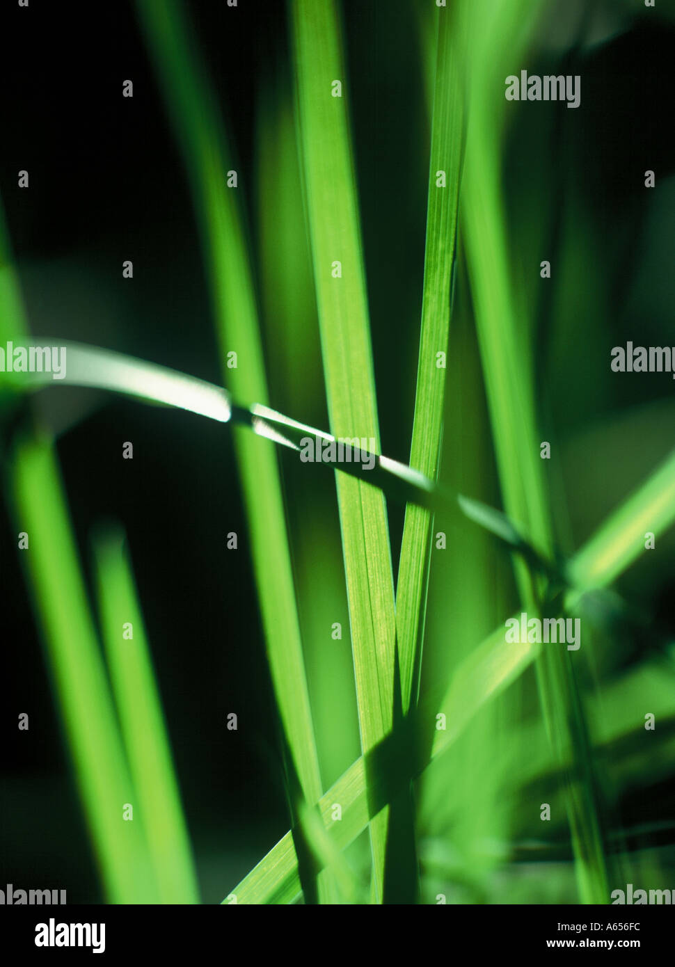 Leaves of grass Stock Photo - Alamy