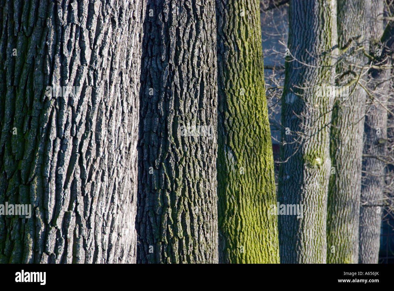Old oak trees trunks Quercus robur Stock Photo - Alamy