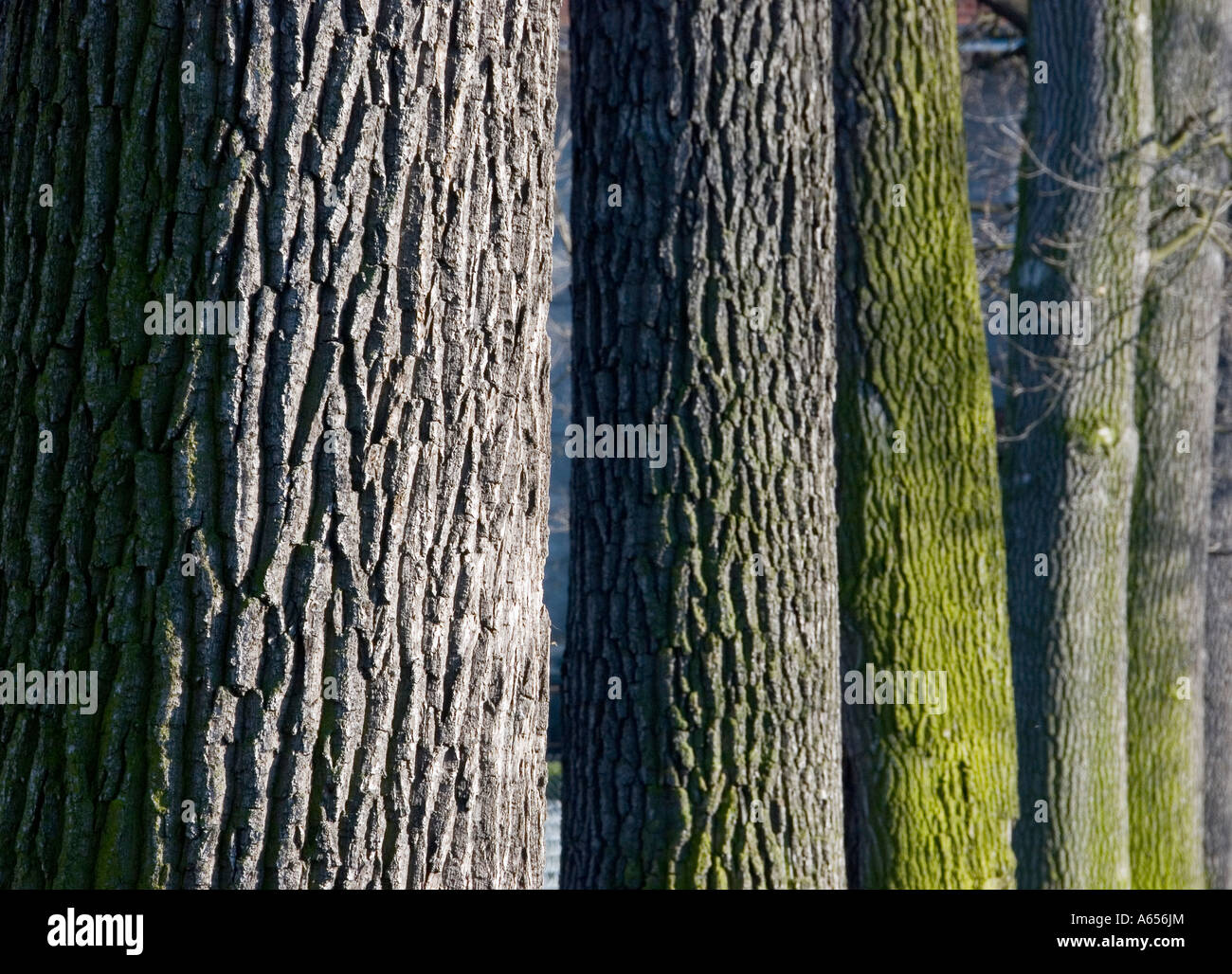 Old oak trees trunks Quercus robur Stock Photo - Alamy