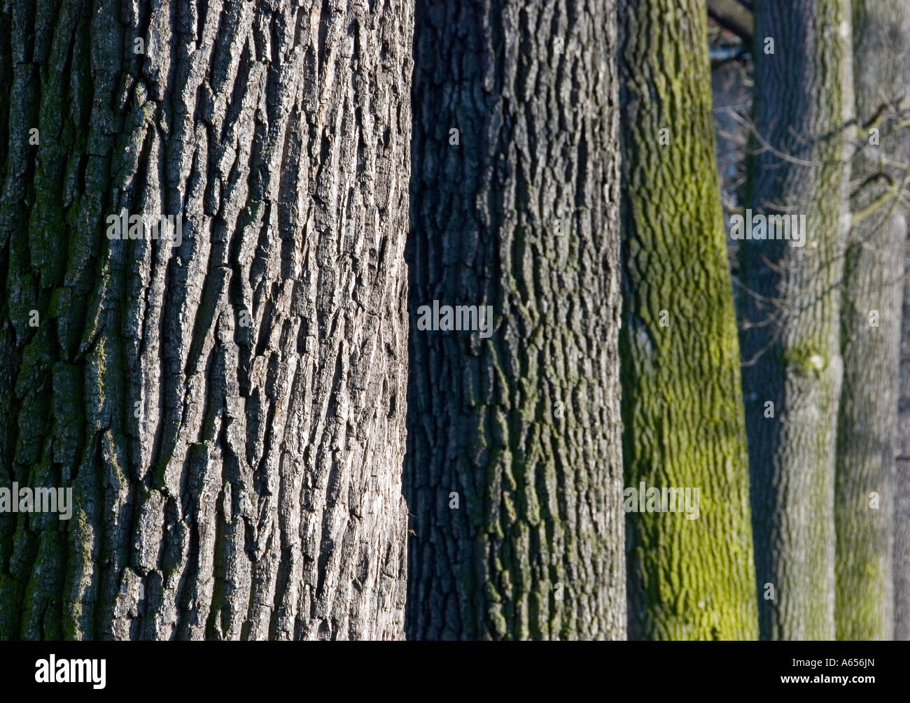 Old oak trees trunks Quercus robur Stock Photo - Alamy