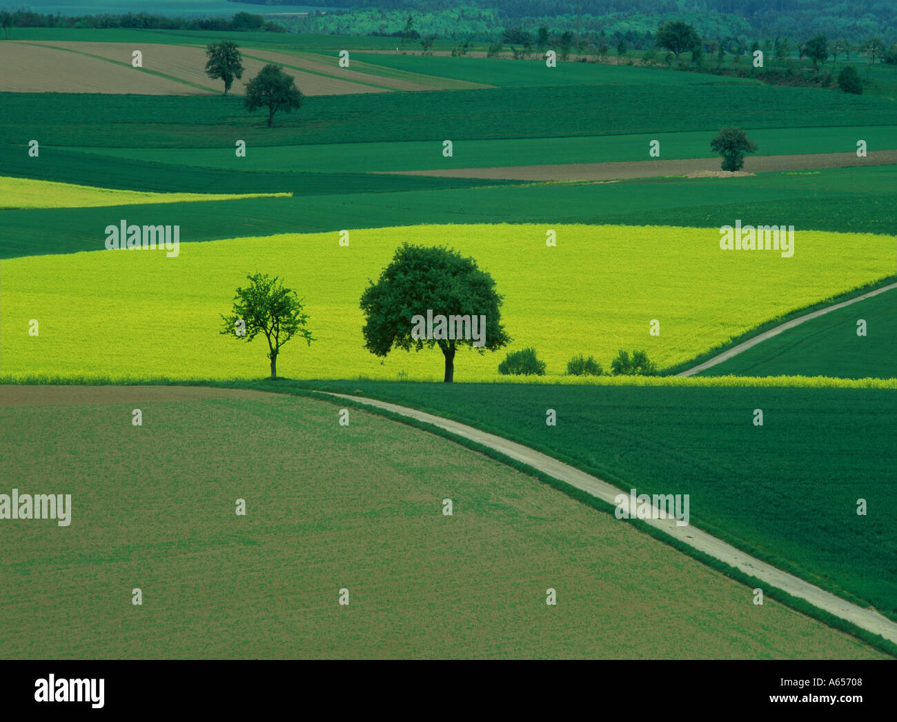 Fields of rape Germany Stock Photo - Alamy