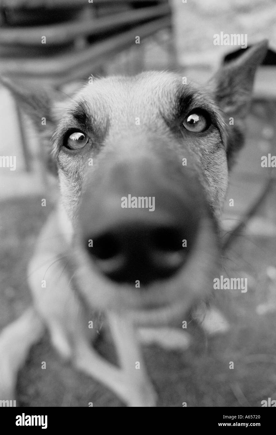 Dog seen with wide angle Stock Photo - Alamy