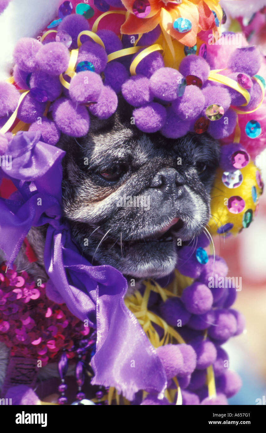 The Haute Dog Easter Parade Belmont Shores near Los Angeles California ...