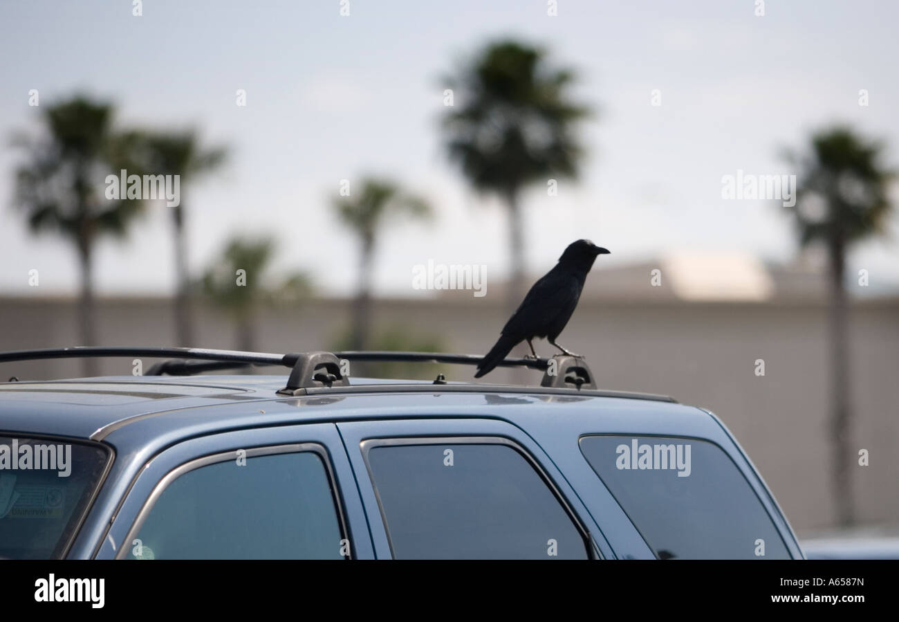 Bird on car hi-res stock photography and images - Alamy