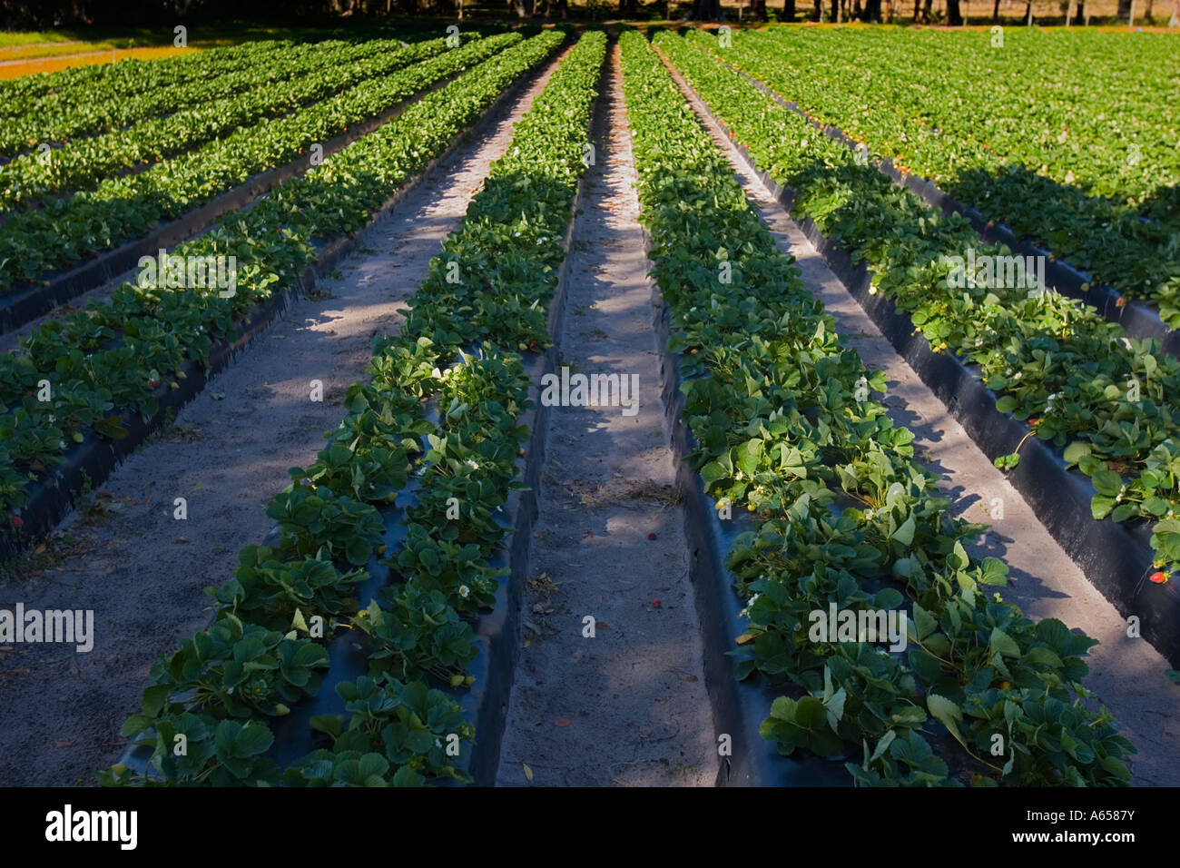 Rows of strawberry plants Stock Photo - Alamy