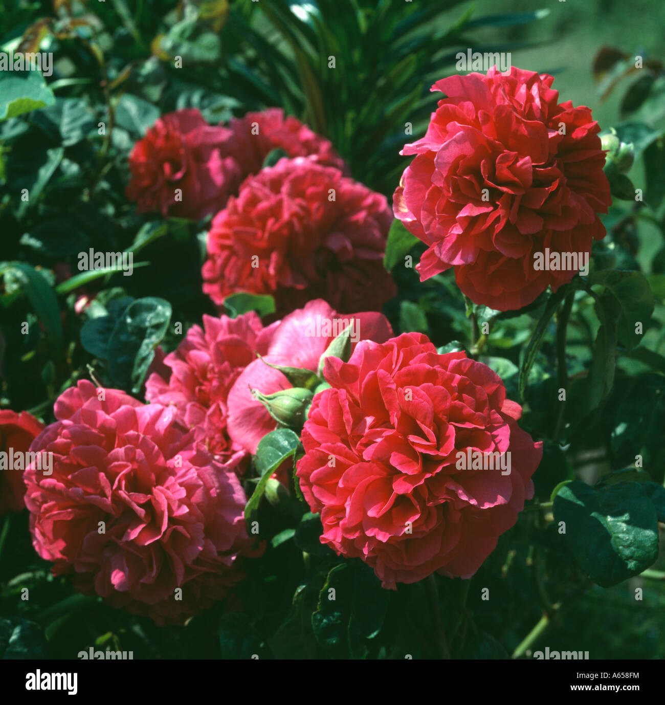 Double roses hi-res stock photography and images - Alamy