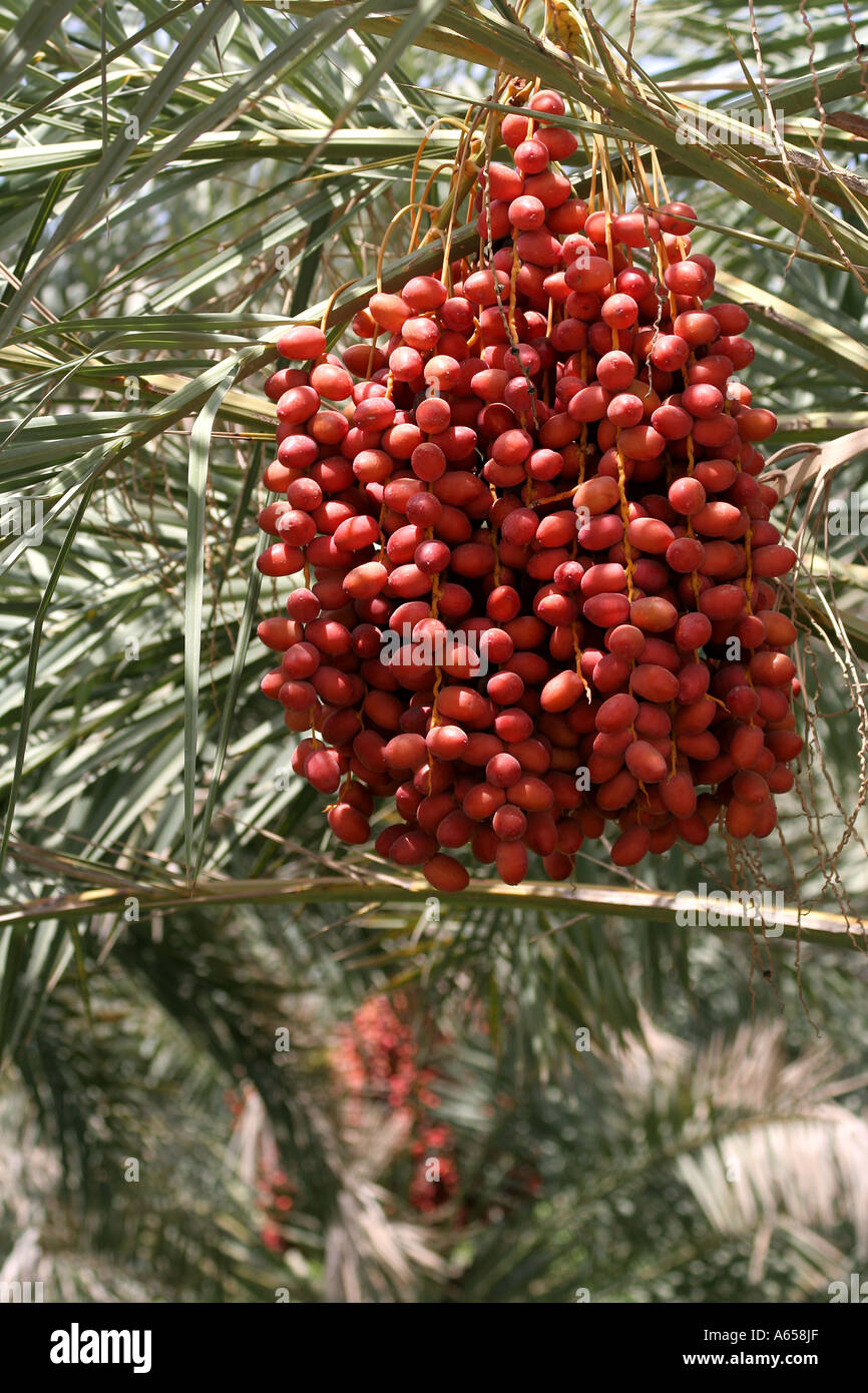 Dates on a tree, Oman Stock Photo - Alamy