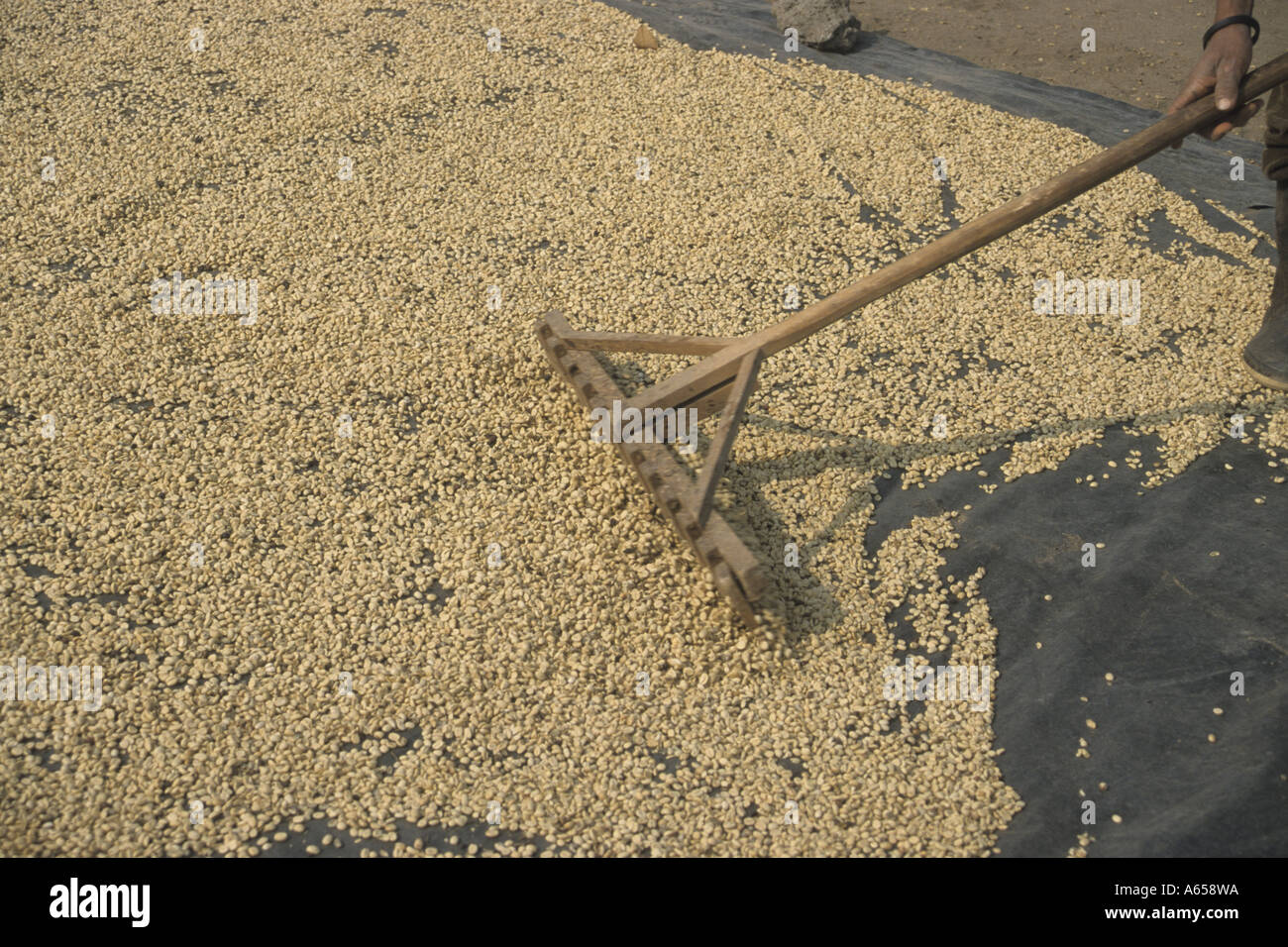 Drying of coffee (Guatemala Stock Photo - Alamy
