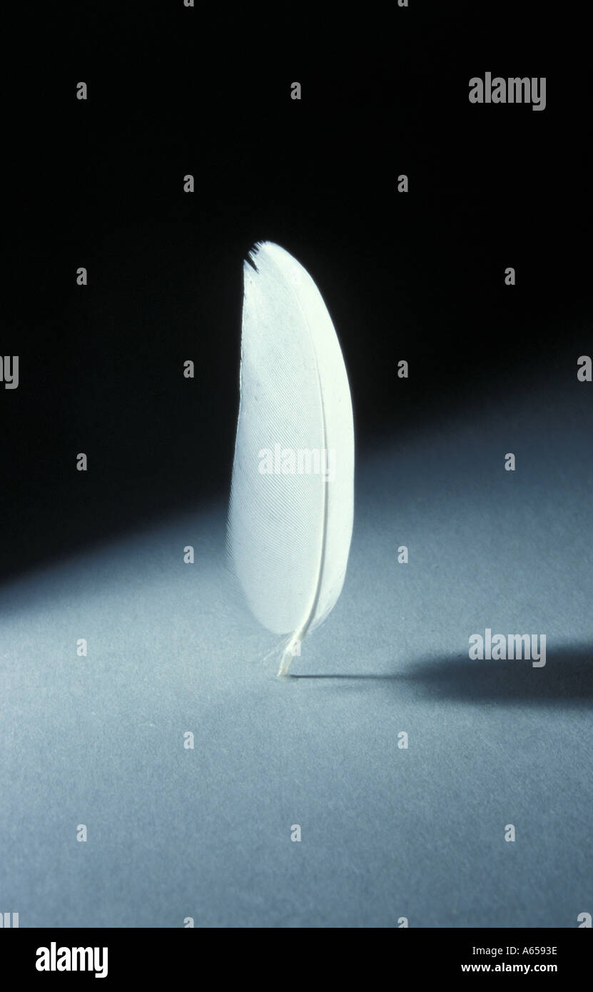 One feather only hi-res stock photography and images - Alamy