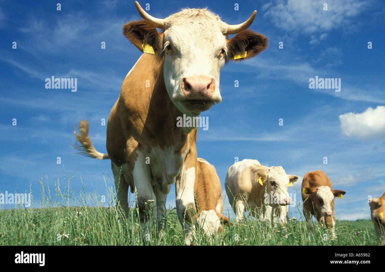 Cattle approach hi-res stock photography and images - Alamy