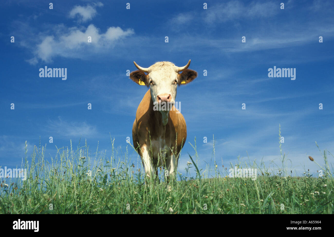 cow watching photographer Stock Photo - Alamy