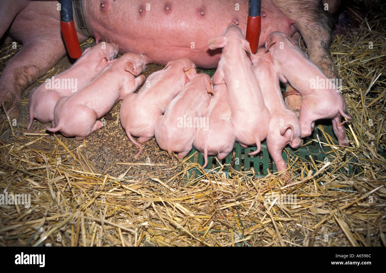 Lactating pig hi-res stock photography and images - Alamy