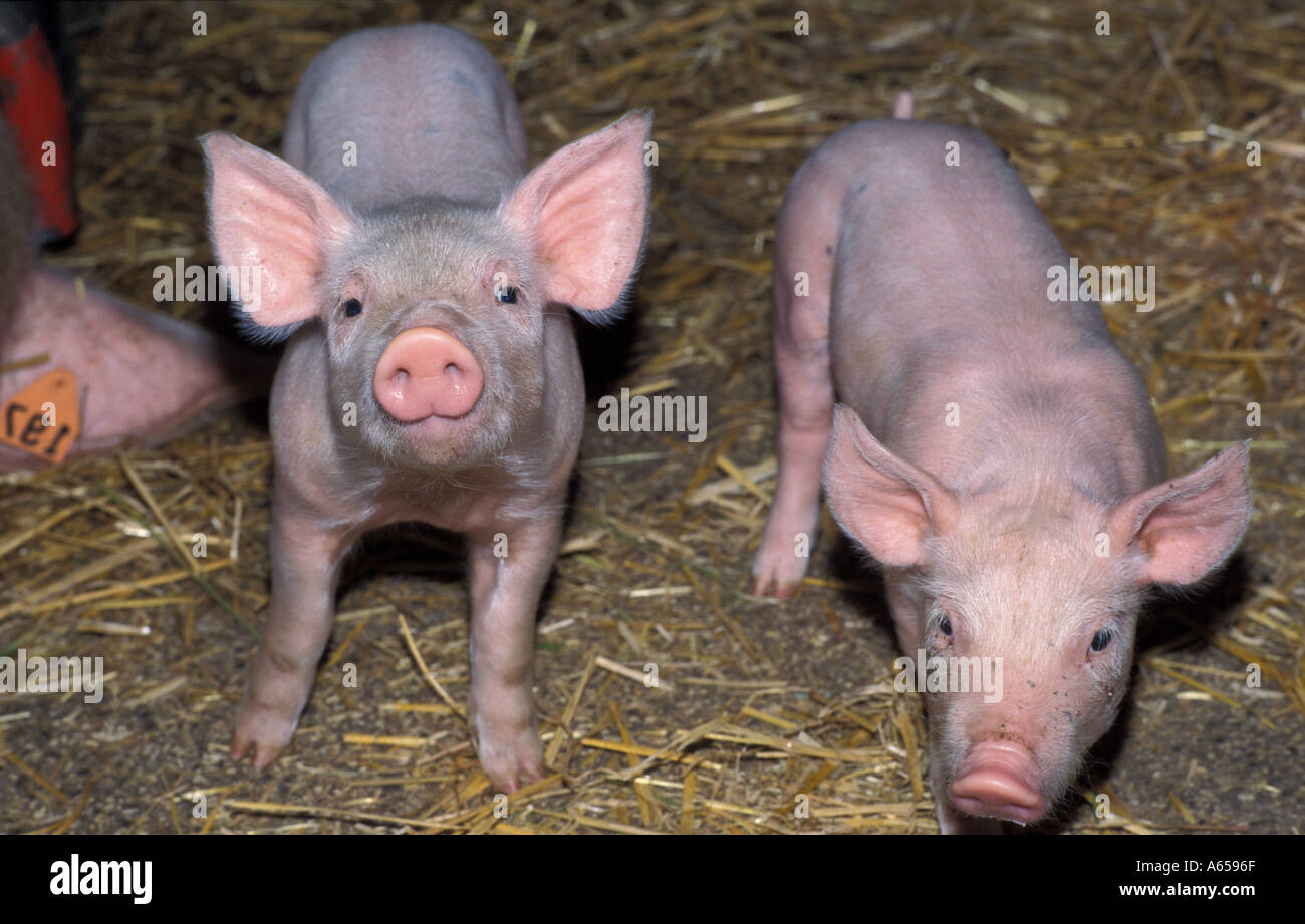two domestic pigs portrait looking curious Stock Photo - Alamy