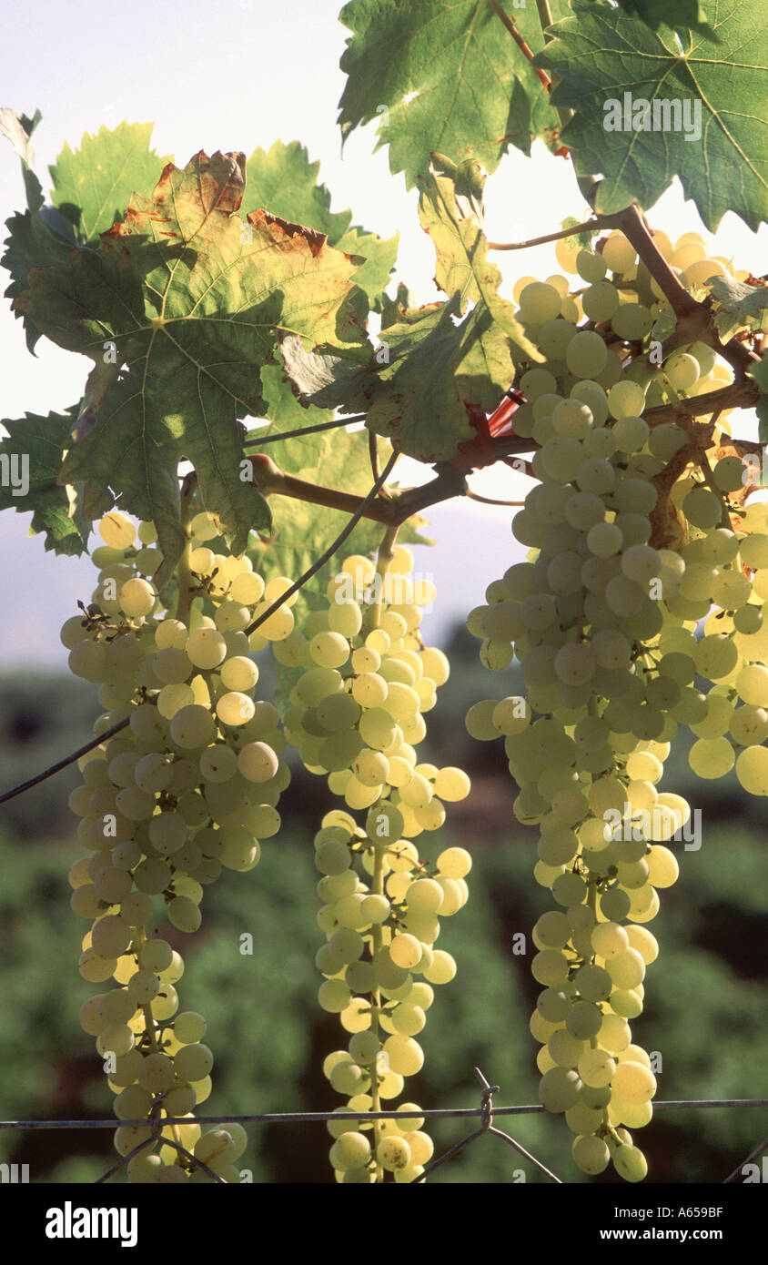 Grapes ripening on vines in Crete Greece Stock Photo - Alamy
