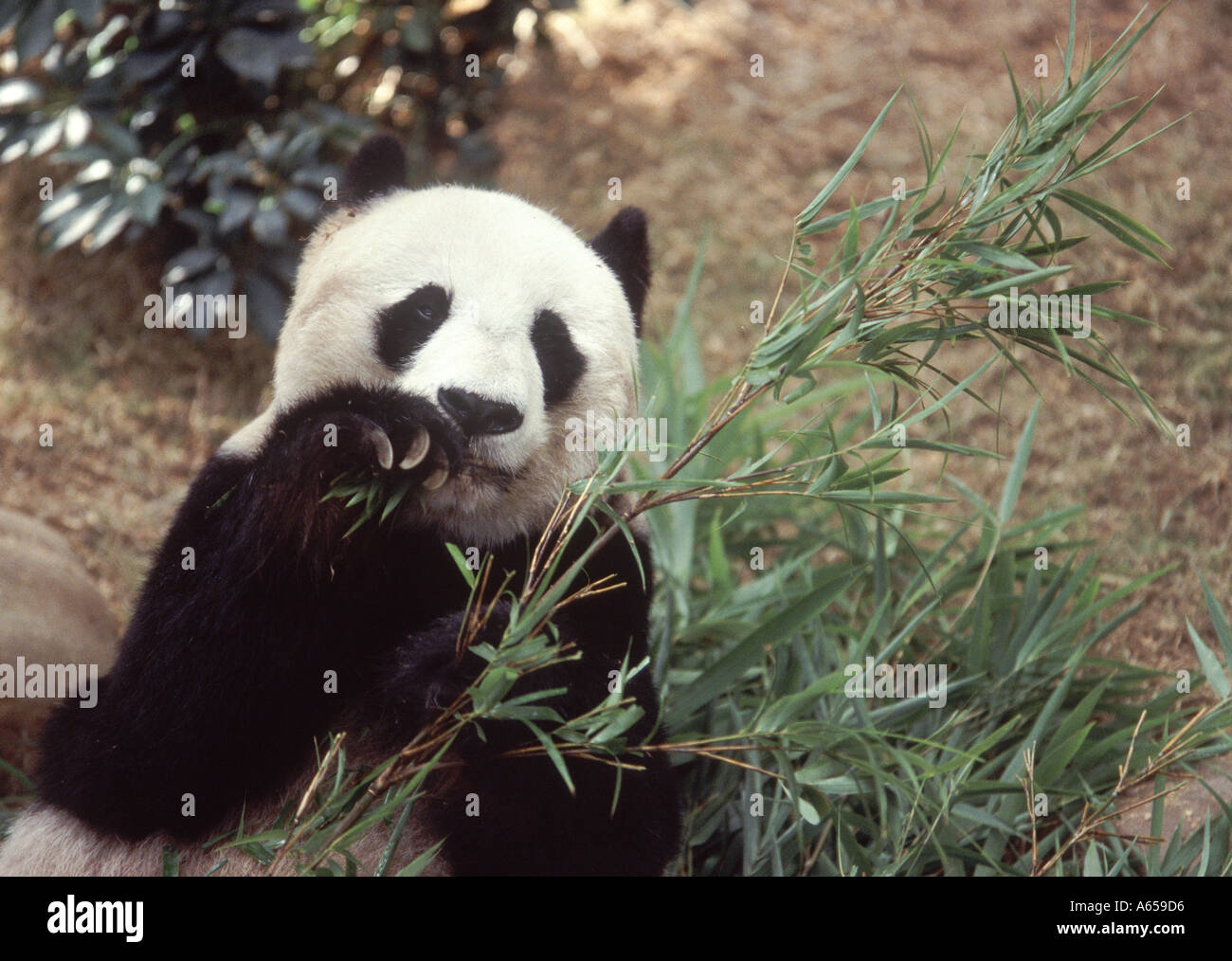 Giant panda Ailuropoda melanoleuca Stock Photo - Alamy