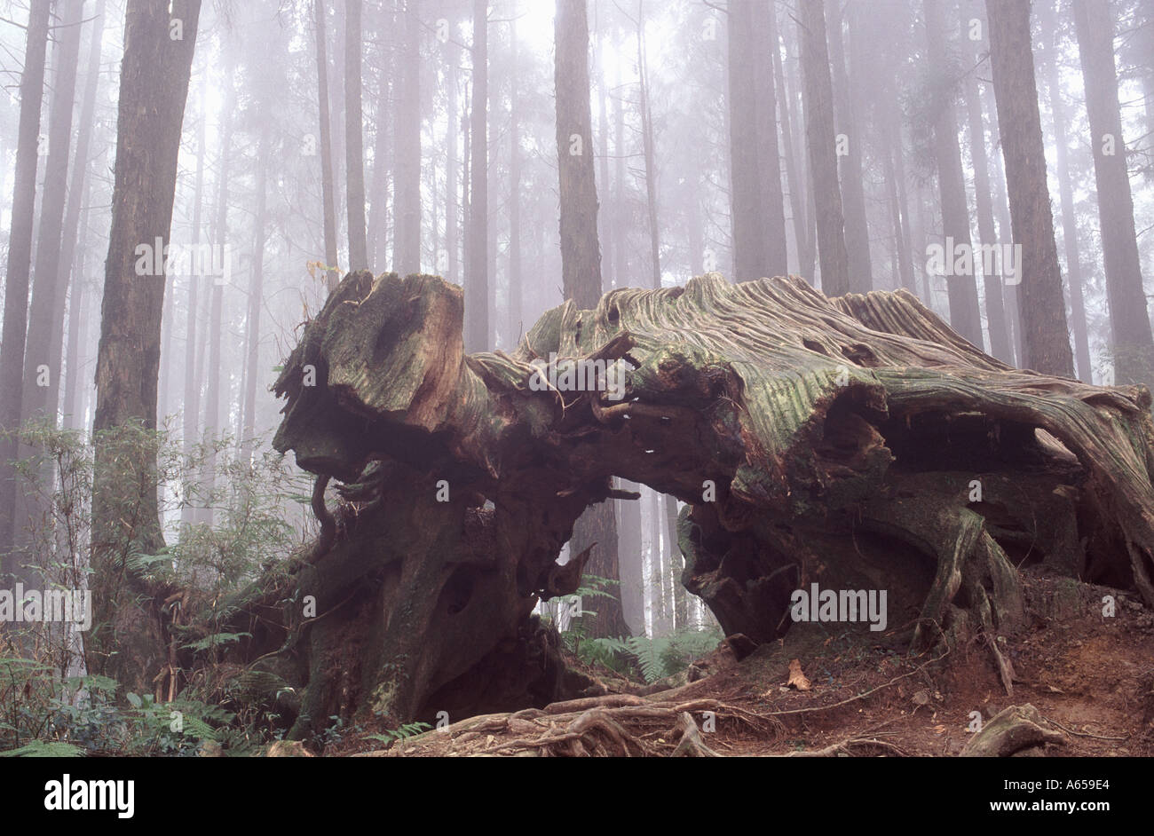 Stump of an ancient tree cut down but now surrounded by new forest ...