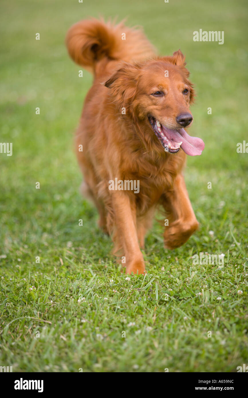 Dog running outside on lawn Stock Photo - Alamy