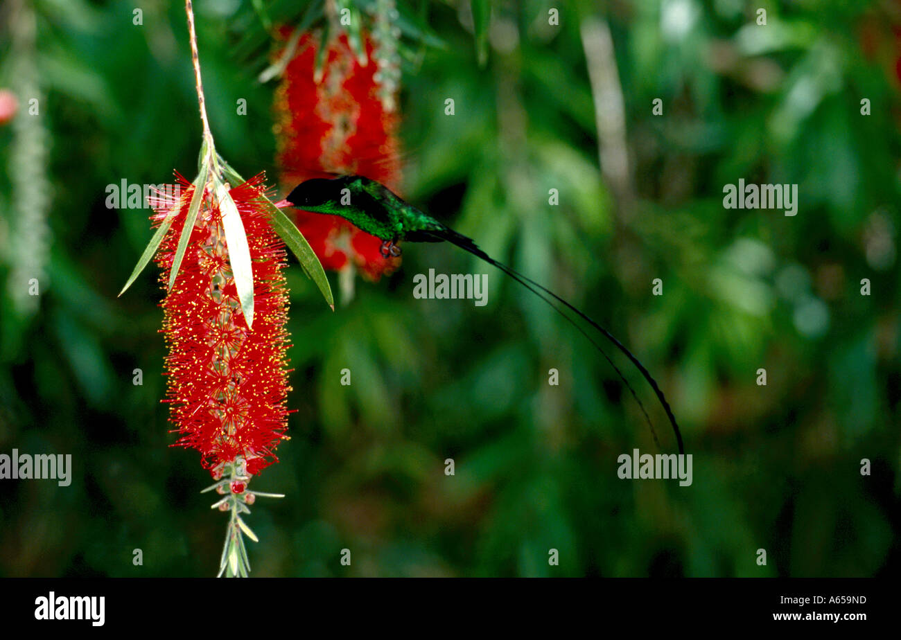 Red billed streamertail hummingbird trochilus polytmus polytmus bottle ...