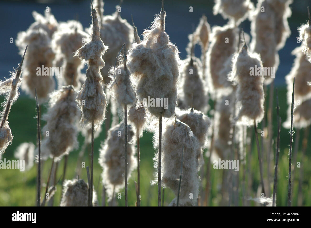 Bullrushes Uk High Resolution Stock Photography and Images - Alamy