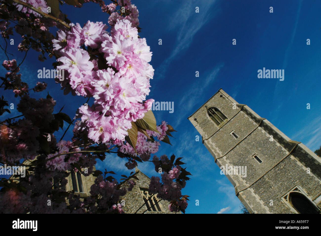 Landscape cherry blossom trees hi-res stock photography and images - Alamy