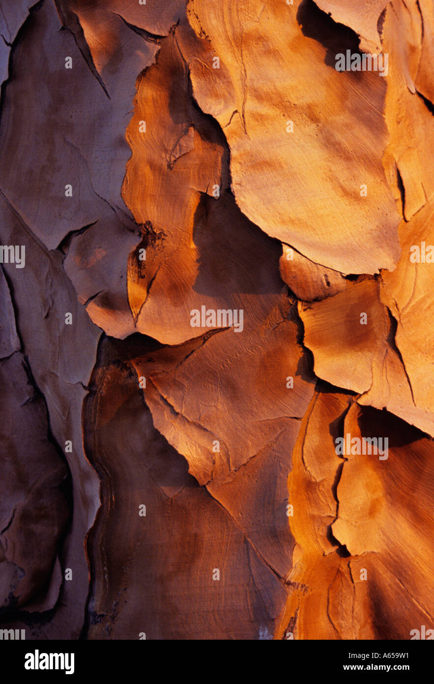 Bark from quiver tree Stock Photo - Alamy